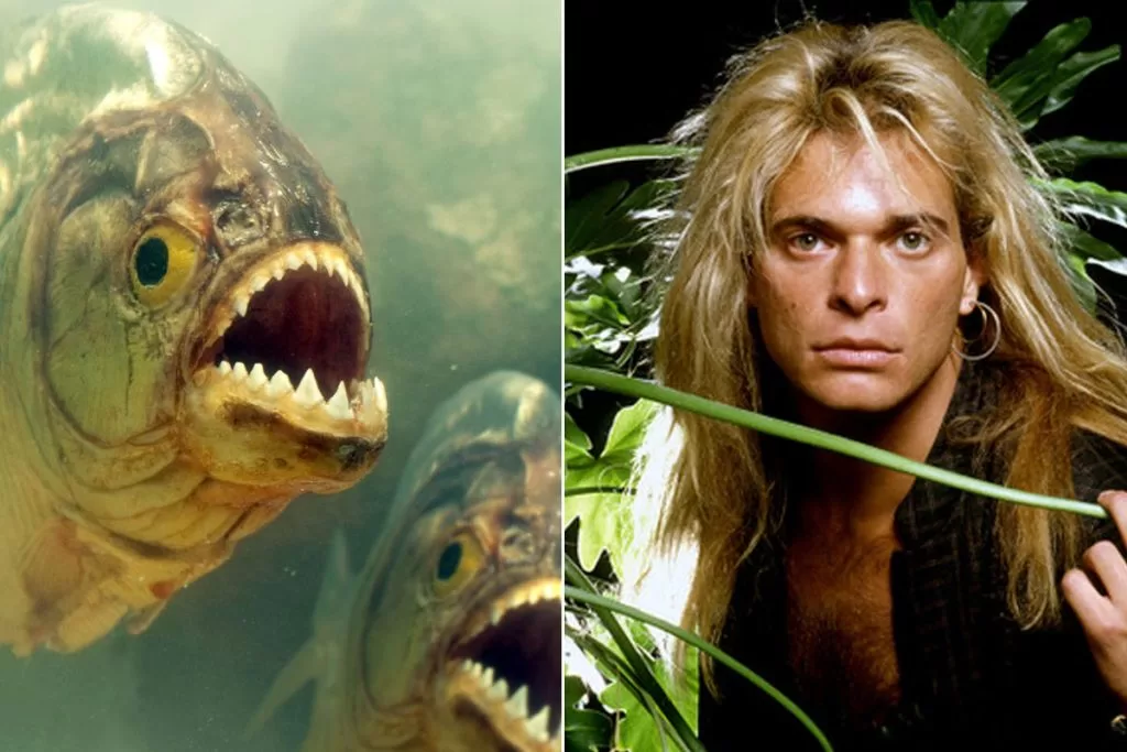 Van Halen Icon David Lee Roth Recalls Almost Being Eaten Alive While ...