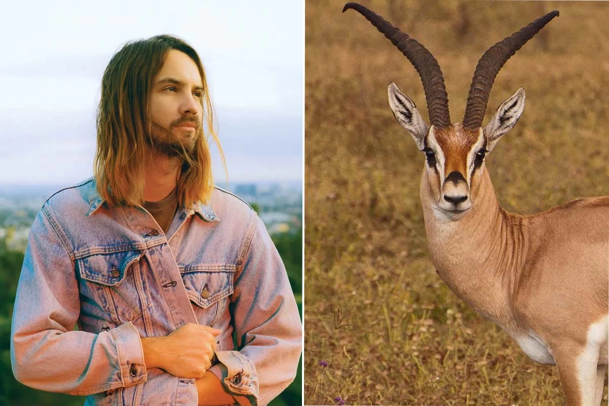 Everything To Know About Tame Impala: Band Members, Genre, Name Meaning